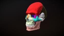 skull color 3D Models | Page 1 | STLFinder