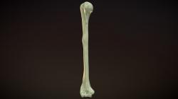 right humerus bone 3D Models | Page 1 | STLFinder