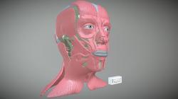 atlas de la anatomia humana 3d | Page 1 | STLFinder