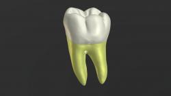mandibular left first molar 3D Models | Page 1 | STLFinder
