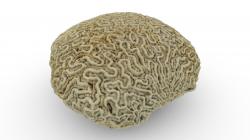 brain dead justin paypal 3D Models | Page 1 | STLFinder