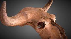 bison skull 3d models | Page 1 | STLFinder