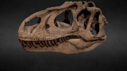 allosaurus skull 3D Models | Page 1 | STLFinder