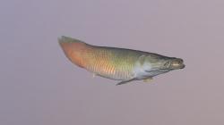 fish 3d animation | Page 1 | STLFinder