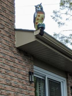 printable owl decoy for birds free 3D Models | Page 1 | STLFinder