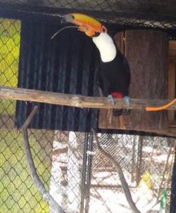 toucan without beak 3D Models | Page 1 | STLFinder