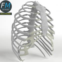 the human rib cage 3D Models | Page 1 | STLFinder