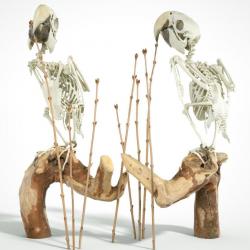 parrot skeleton 3D Models | Page 1 | STLFinder