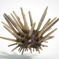 spiky shell 3D Models | Page 1 | STLFinder