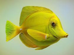 yellow tang 3d models | Page 1 | STLFinder