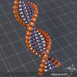structure of dna model 【 STLFinder