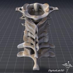 cervical vertebrae 3d model | Page 1 | STLFinder