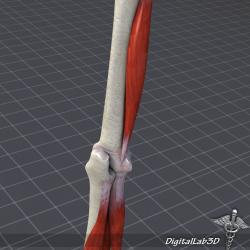 human elbow 3D Models | Page 1 | STLFinder