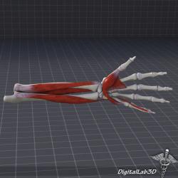 human forearm 3D Models | Page 1 | STLFinder