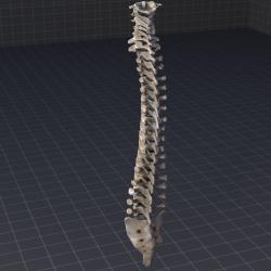 spinal cord anatomy animation 3D Models | Page 1 | STLFinder