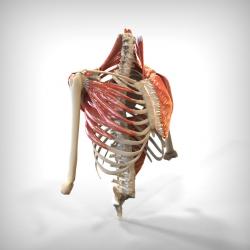 skeletal muscle model | Page 1 | STLFinder