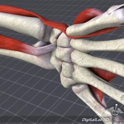 human wrist anatomy 3D Models | Page 1 | STLFinder