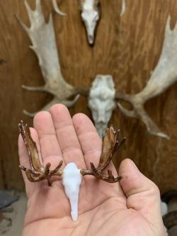moose skull 3D Models | Page 1 | STLFinder