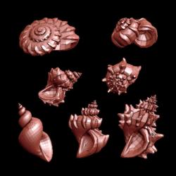 spiral shells 3d models 【 STLFinder