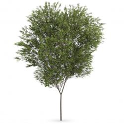 common beech tree 3D Models | Page 1 | STLFinder