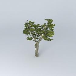 fig tree a australian 3d scan 3d models | Page 1 | STLFinder