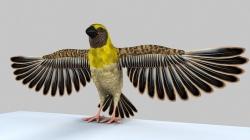 3d weaver | Page 1 | STLFinder