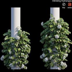 hydrangea 3d model | Page 1 | STLFinder