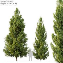 leyland cypress 3d models | Page 1 | STLFinder
