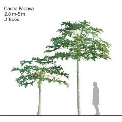 papaya tree furniture 3D Models | Page 1 | STLFinder