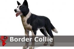 real time dog border collie 3d models | Page 1 | STLFinder