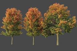 acer saccharum bonfire 3D Models | Page 1 | STLFinder