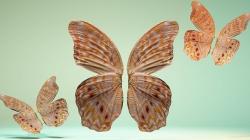 Low Poly Butterfly 4 3D Models | Page 1 | STLFinder