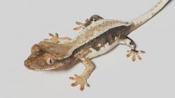 crested gecko 3d model powerpoint free download | Page 1 | STLFinder