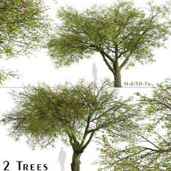 chinese flame trees 3D Models | Page 1 | STLFinder