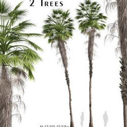 ship mexican fan palm trees for africa 3D Models | Page 1 | STLFinder