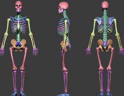 blender skeleton mesh socket 3D Models | Page 1 | STLFinder