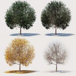 3d trees for kids 4 seasons | Page 1 | STLFinder