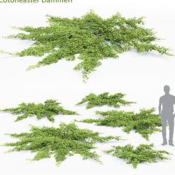 cotoneaster 3d models | Page 1 | STLFinder