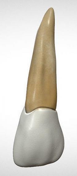 td2 lateral incisor 3d models | Page 1 | STLFinder