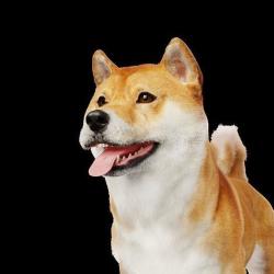 shiba inu 3d model | Page 1 | STLFinder