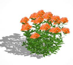 azalea rhododendron simsii 3D Models | Page 1 | STLFinder
