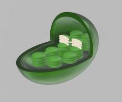 chloroplast 3d model | Page 1 | STLFinder