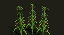 corn plant Low Poly 3d models 【 STLFinder