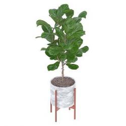 ficus pandurata tree 3D Models | Page 1 | STLFinder
