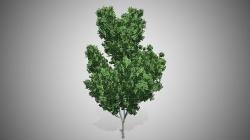 cypress oak tree 3d models 【 STLFinder