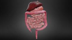 3d model of digestive system | Page 1 | STLFinder