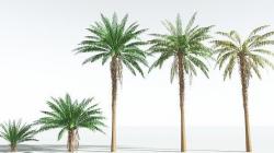 oil palm fruit 3d models | Page 1 | STLFinder