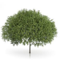 Sumac Staghorn Rhus typhina 3D Models | Page 1 | STLFinder