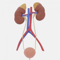 urinary models anatomy | Page 1 | STLFinder