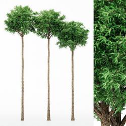 fred klix realistic gum trees in oils australia 3D Models | Page 1 ...